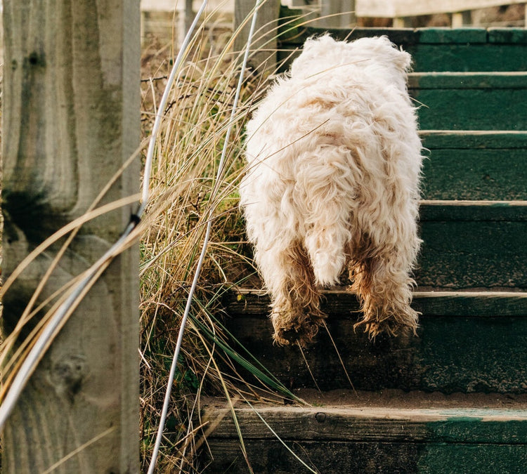 Ethical luxury for your skin, hair and fur | The Goodwash Company ...